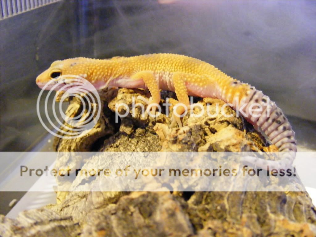 NW England - whole leopard gecko collection for sale | Reptile Forums