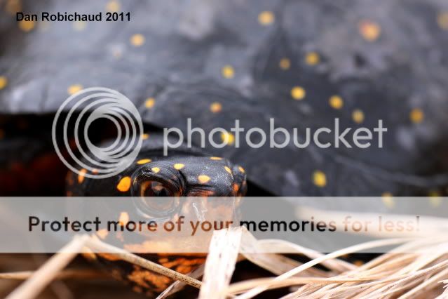 Spotted Turtles of Southern Ontario - Field Herp Forum